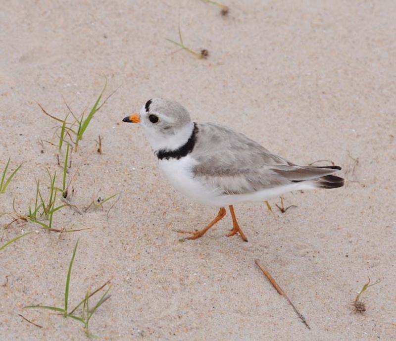 Volunteer training for beach-nesting bird monitors set May 7 | Cape Gazette