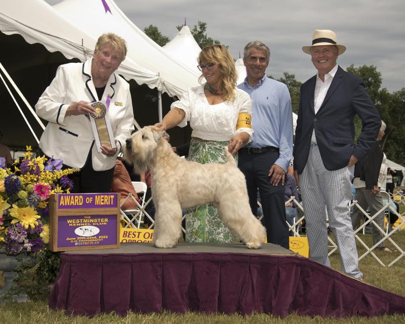 Rehoboth owners’ canine earns award at Westminster KC Dog Show | Cape ...