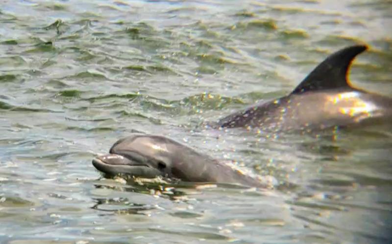 MERR Institute seeks volunteers for dolphin count July 16 | Cape Gazette