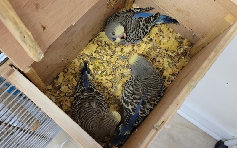 Anyone want to buy Harbeson’s exotic bird farm? | Cape Gazette