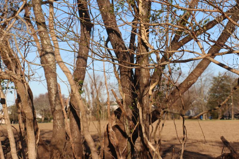 Lewes MCC not in favor of a private property tree ordinance | Cape Gazette