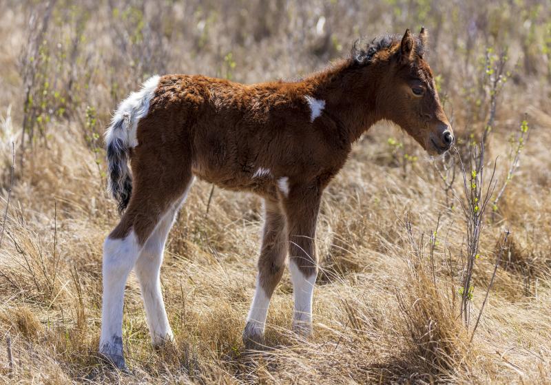 Assateague Island pony herd welcomes new member | Cape Gazette