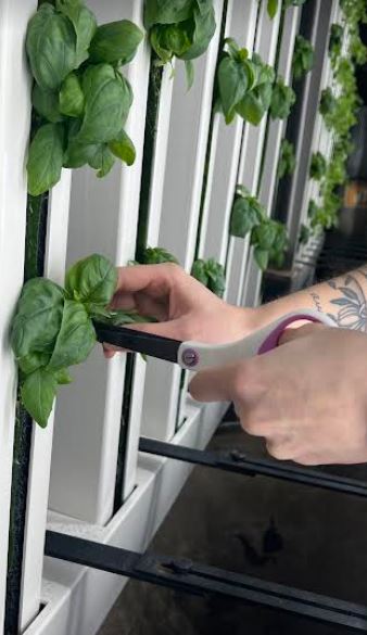 Collaboration revives hydroponic garden at Two Meatballs restaurant ...