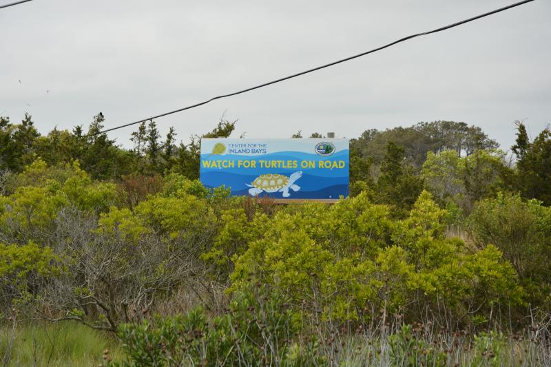 Memorial Day is here; let’s talk eels, turtles, frogs and toads | Cape ...