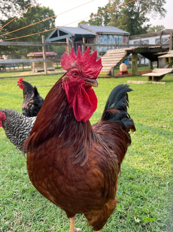 Milton council to move forward on chicken policy | Cape Gazette