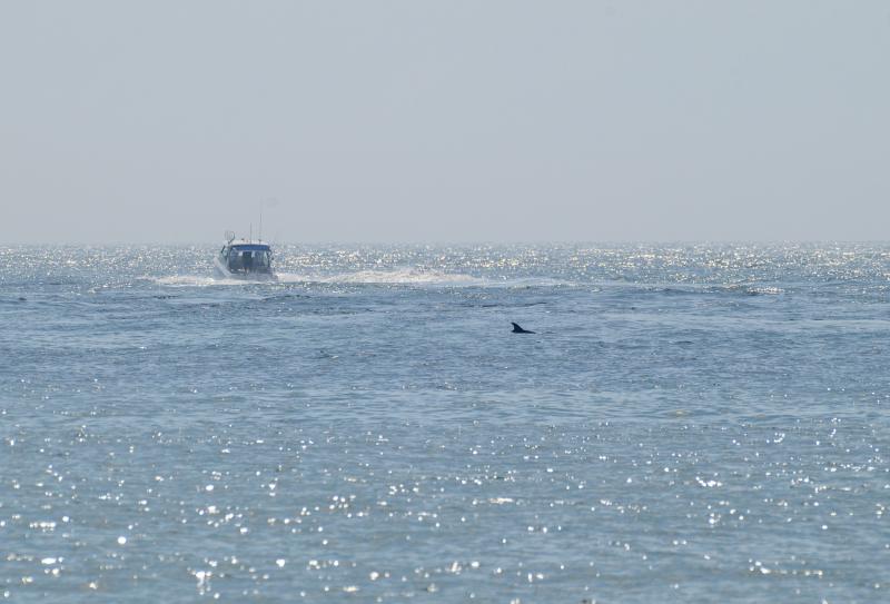 MERR holds annual dolphin count | Cape Gazette