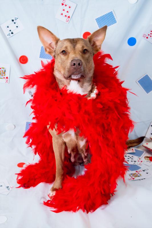 Humane Animal Partners sets casino night fundraiser Sept. 21 | Cape Gazette