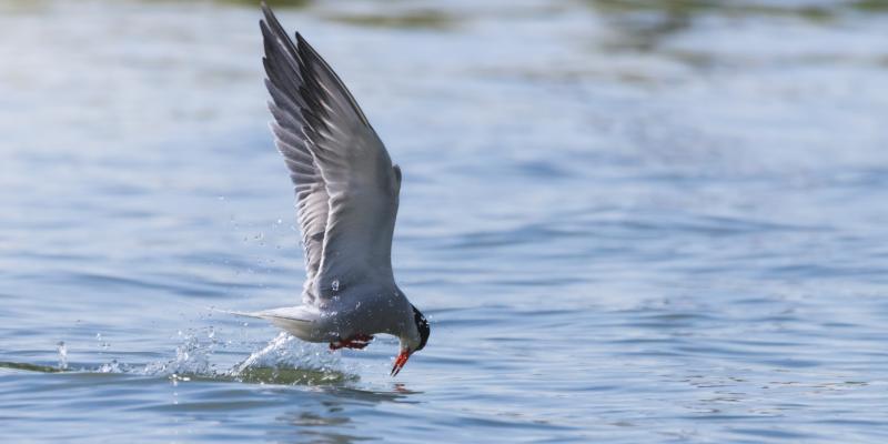 Local photographer captures 100 bird species on camera | Cape Gazette