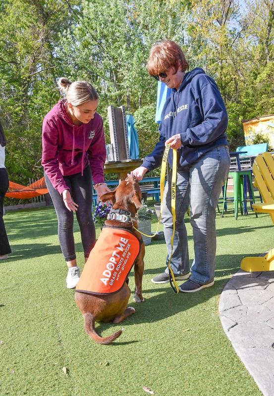 Paws for Cause a barking success | Cape Gazette