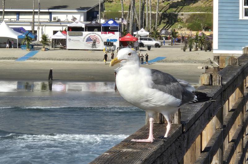 Georgetown bike enthusiast sees you H8N his Land Doo | Cape Gazette